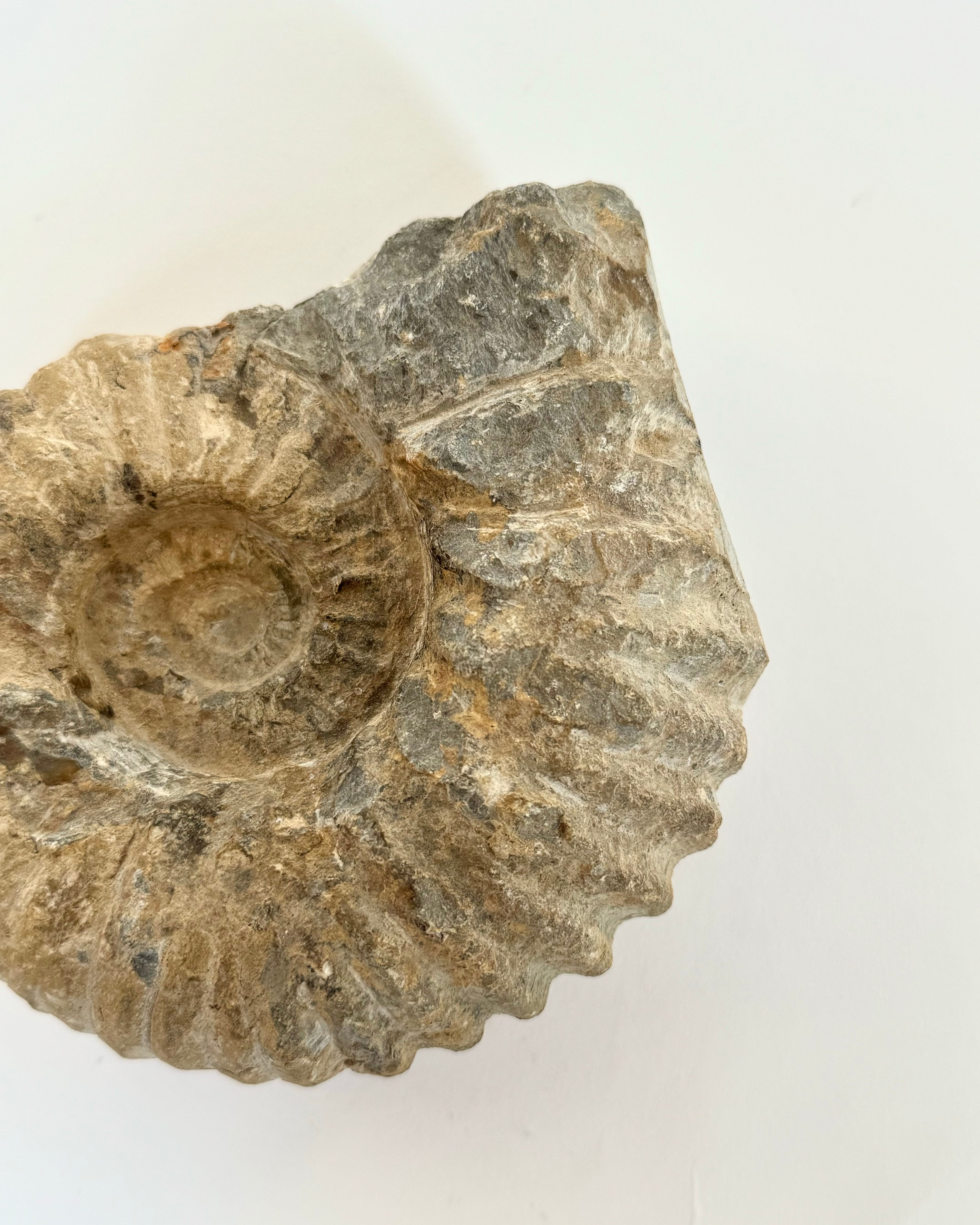 [ORSEUND IRIS] Authentic Ammonite Fossil - ORSEUND IRIS | 리켓